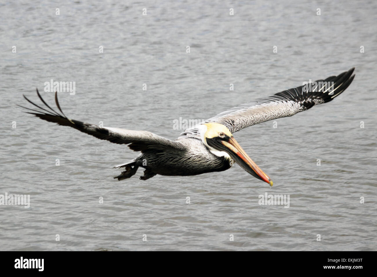 Pelican gliding hi-res stock photography and images - Alamy