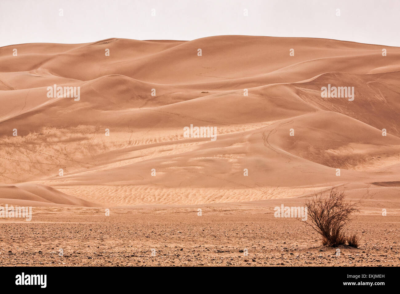 A single bush survives in the Great Sand Dunes, the highest sand dunes ...