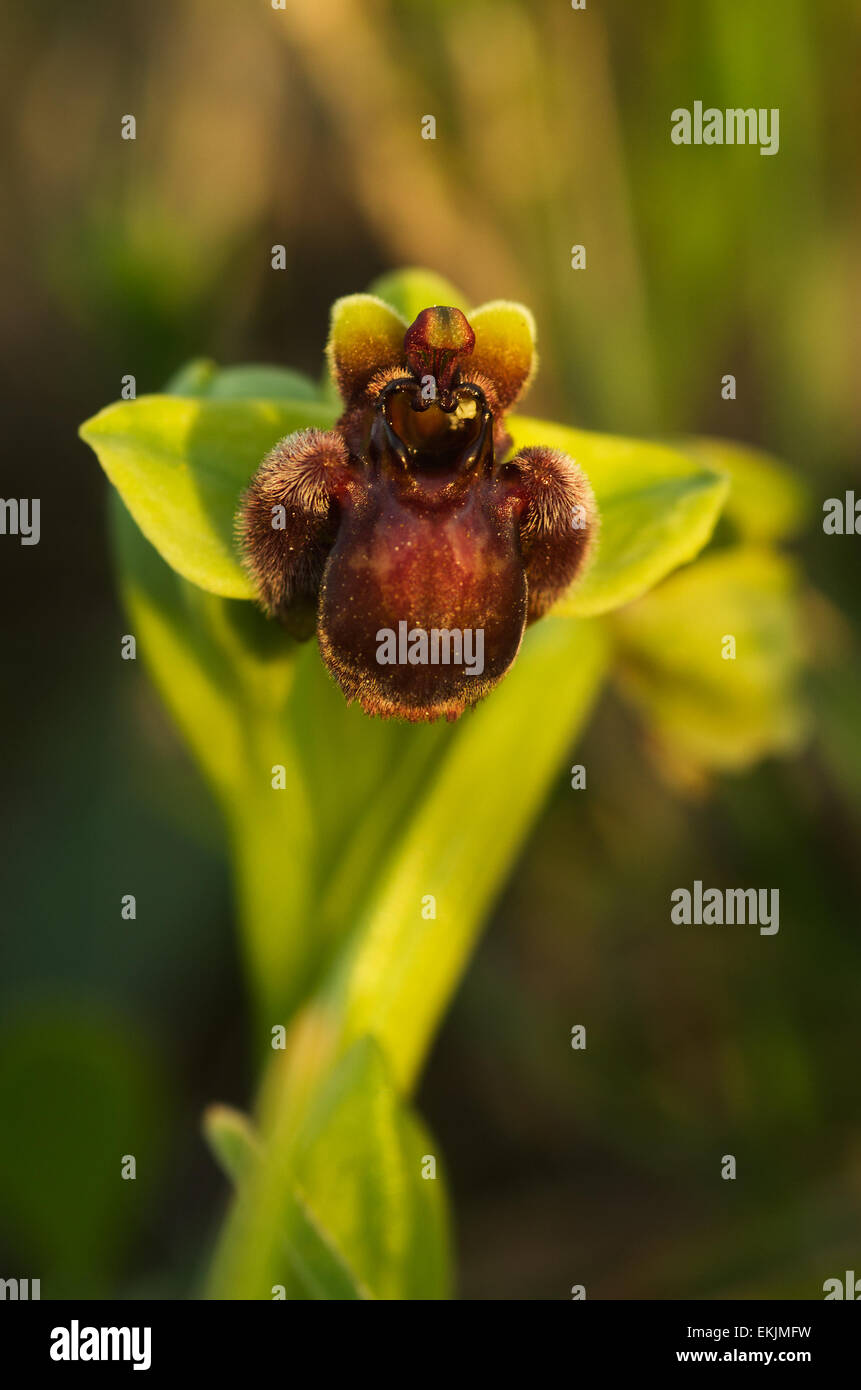 Wild Bumblebee orchid - Ophrys bombyliflora Stock Photo - Alamy