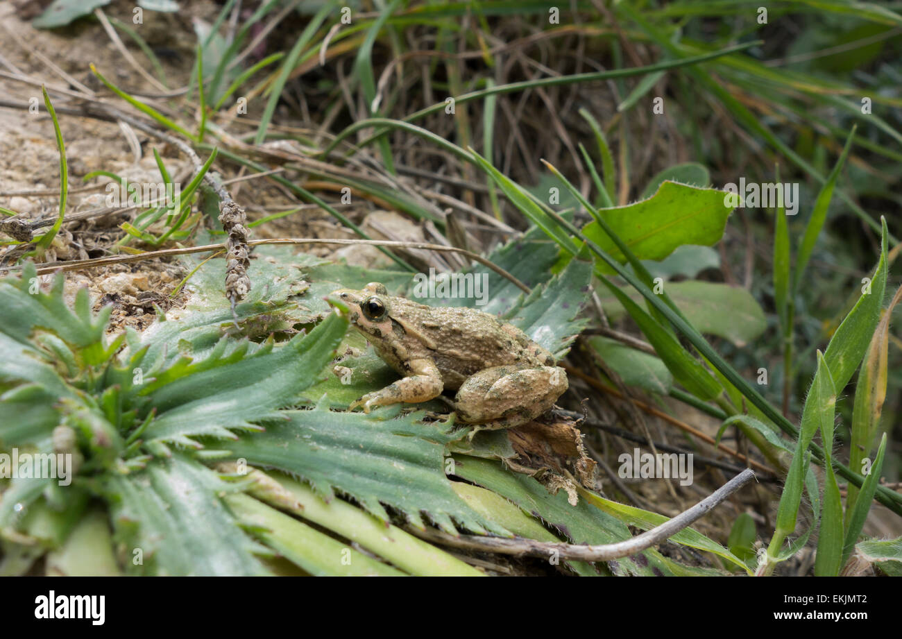 Painted Frog, Mediterranean Painted Frog, Discoglossus pictus, from the ...