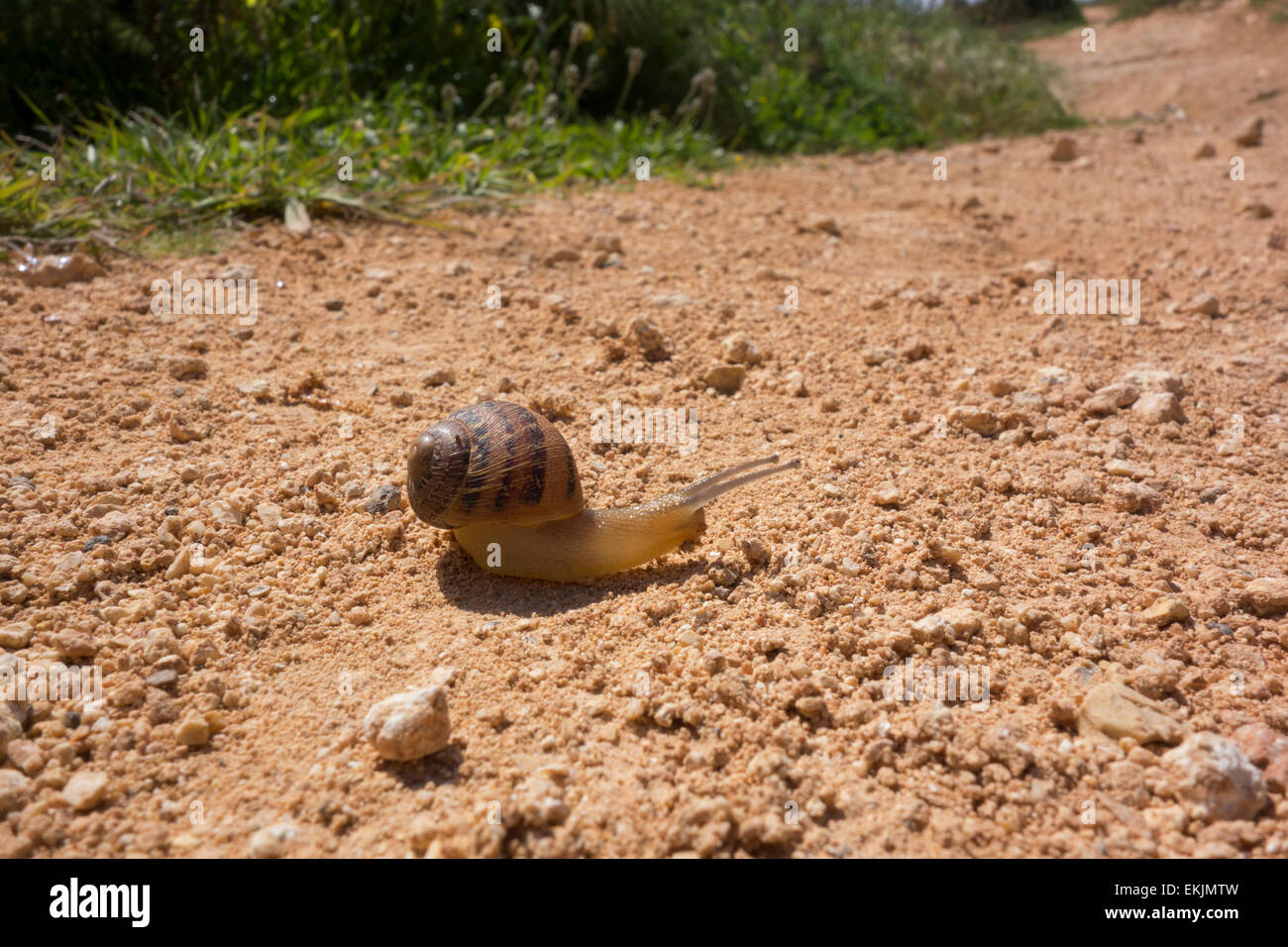 Garden snail, Cornu aspersum, from the Mediterranean Sea region, Malta ...