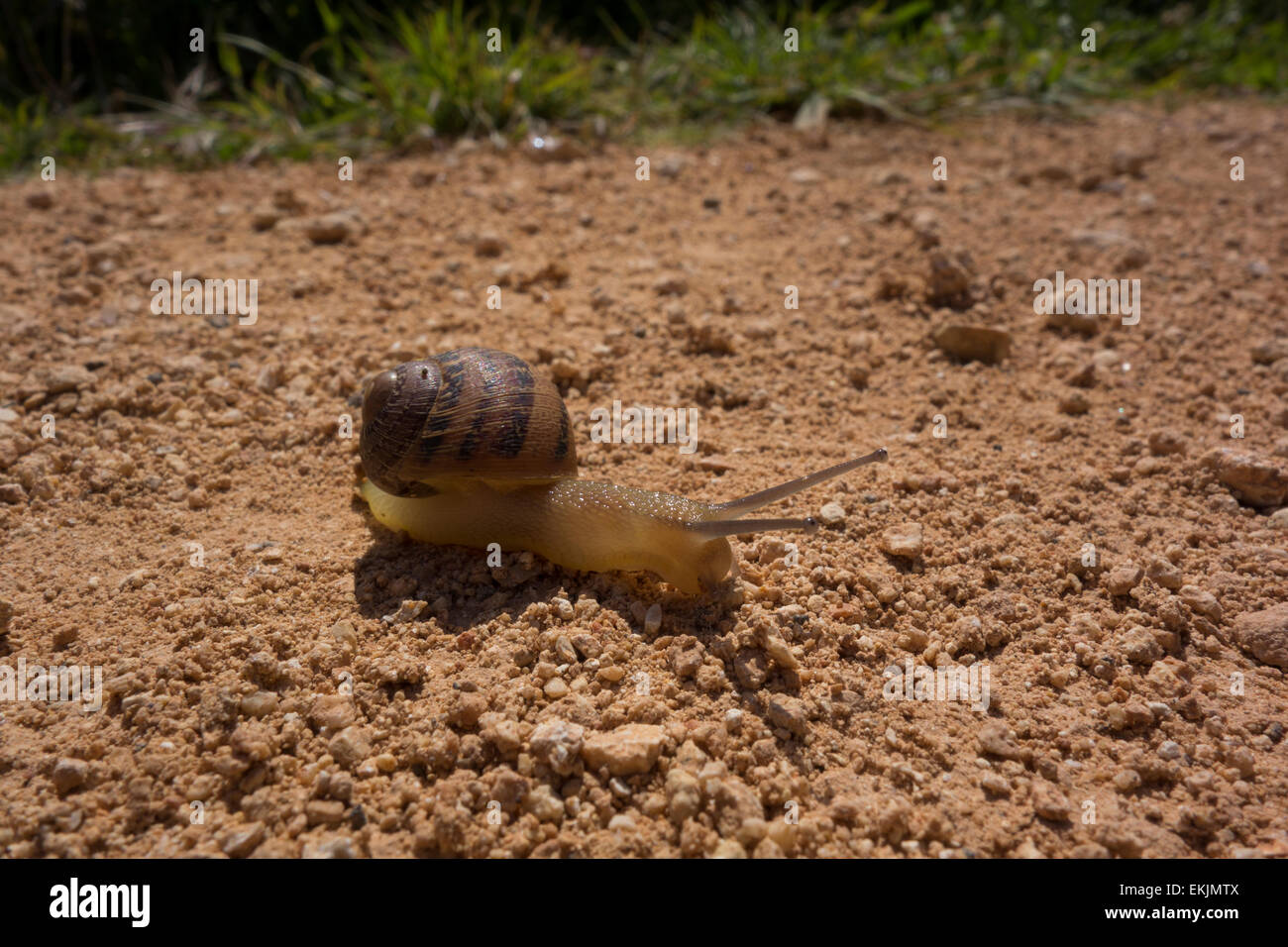 Garden snail, Cornu aspersum, from the Mediterranean Sea region, Malta ...