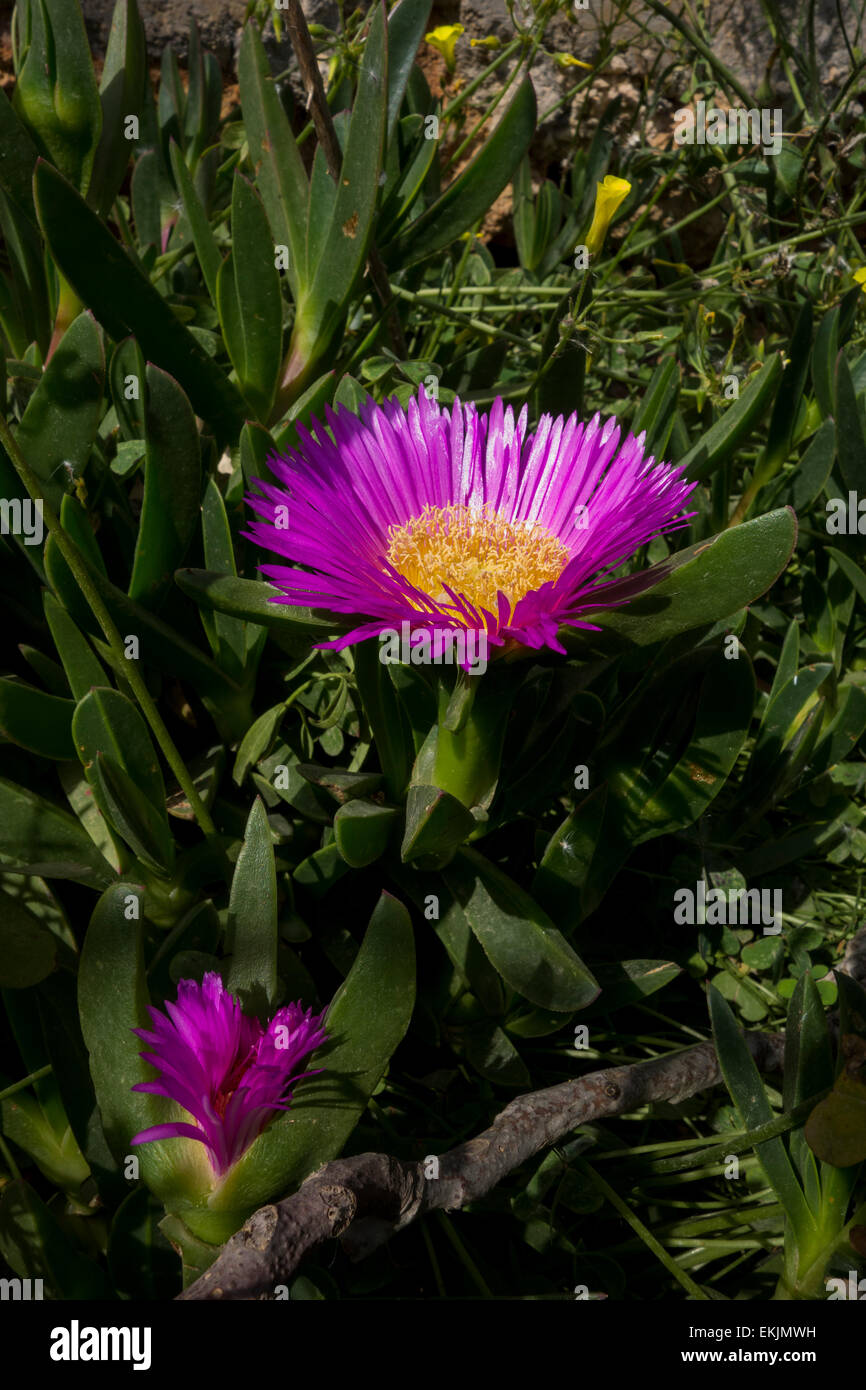 Purple ice plant hi-res stock photography and images - Alamy
