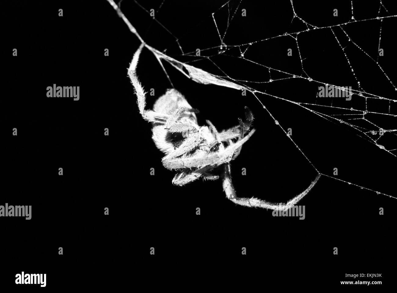 Huntsman spider web in Australia at night stock, photo, photograph ...