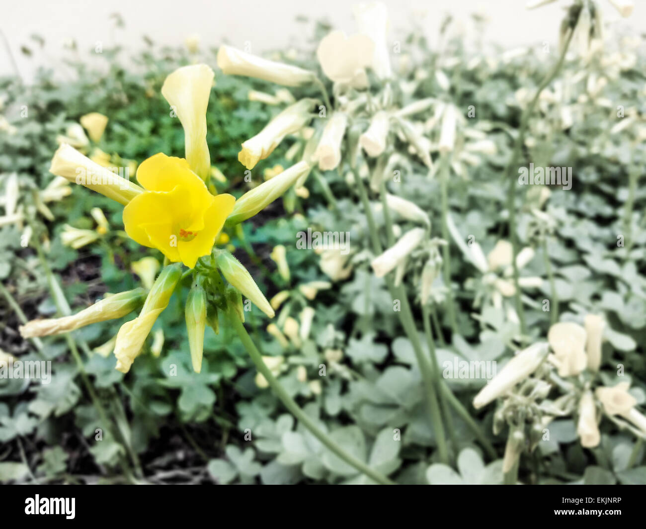 Yellow Clover Flower