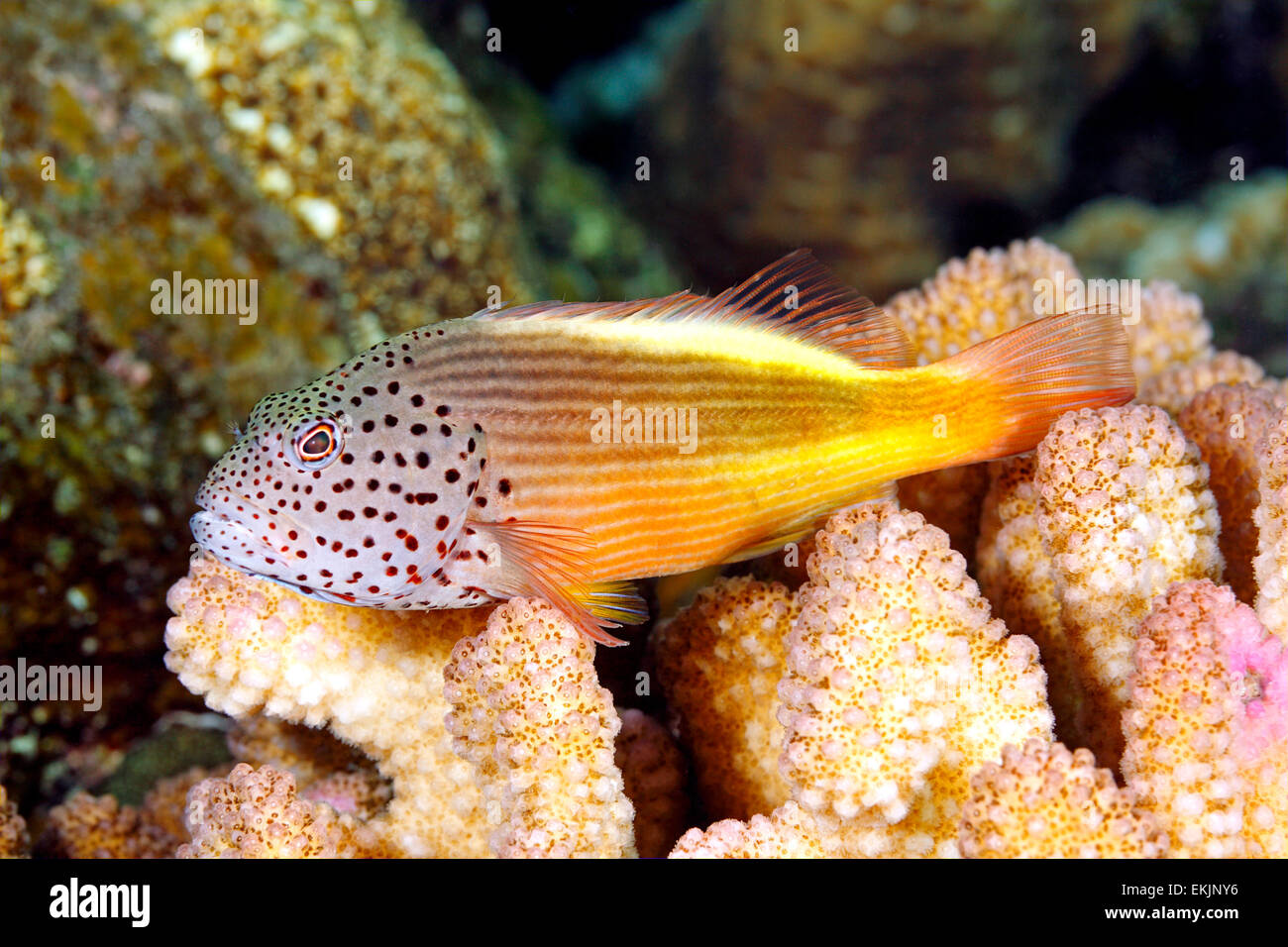 Blackside Hawkfish, Paracirrhites forsteri, resting on hard corals on ...
