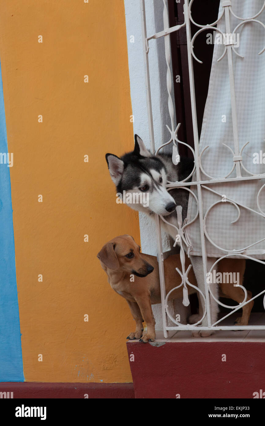 Cuban dogs hi-res stock photography and images - Alamy