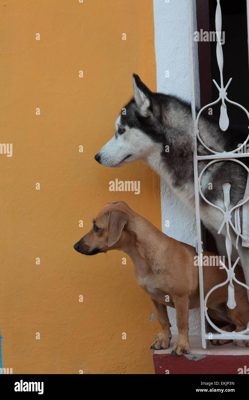 Dogs in Cuba Stock Photo - Alamy
