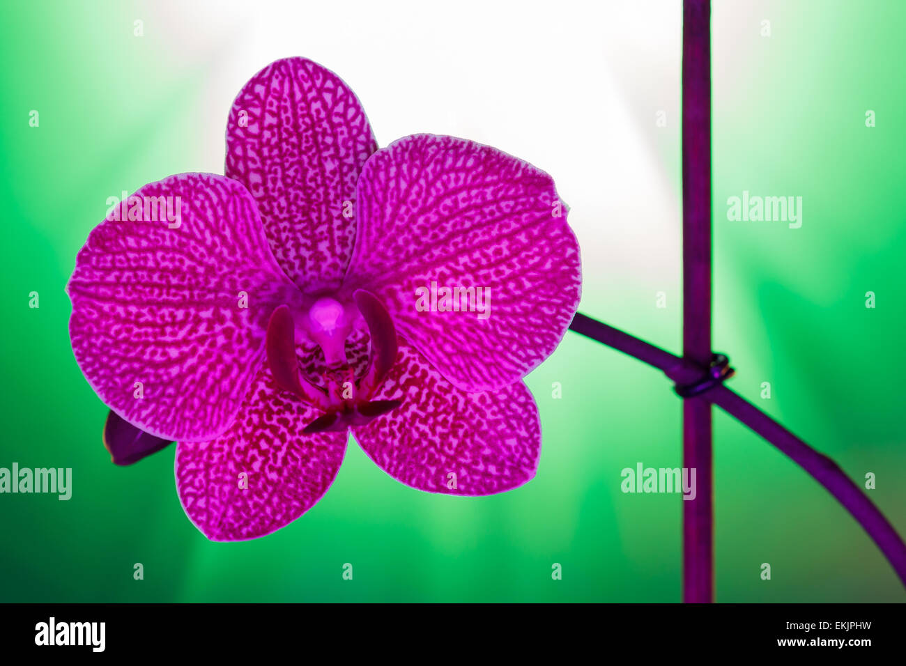 One orchid flower against a green background Stock Photo - Alamy
