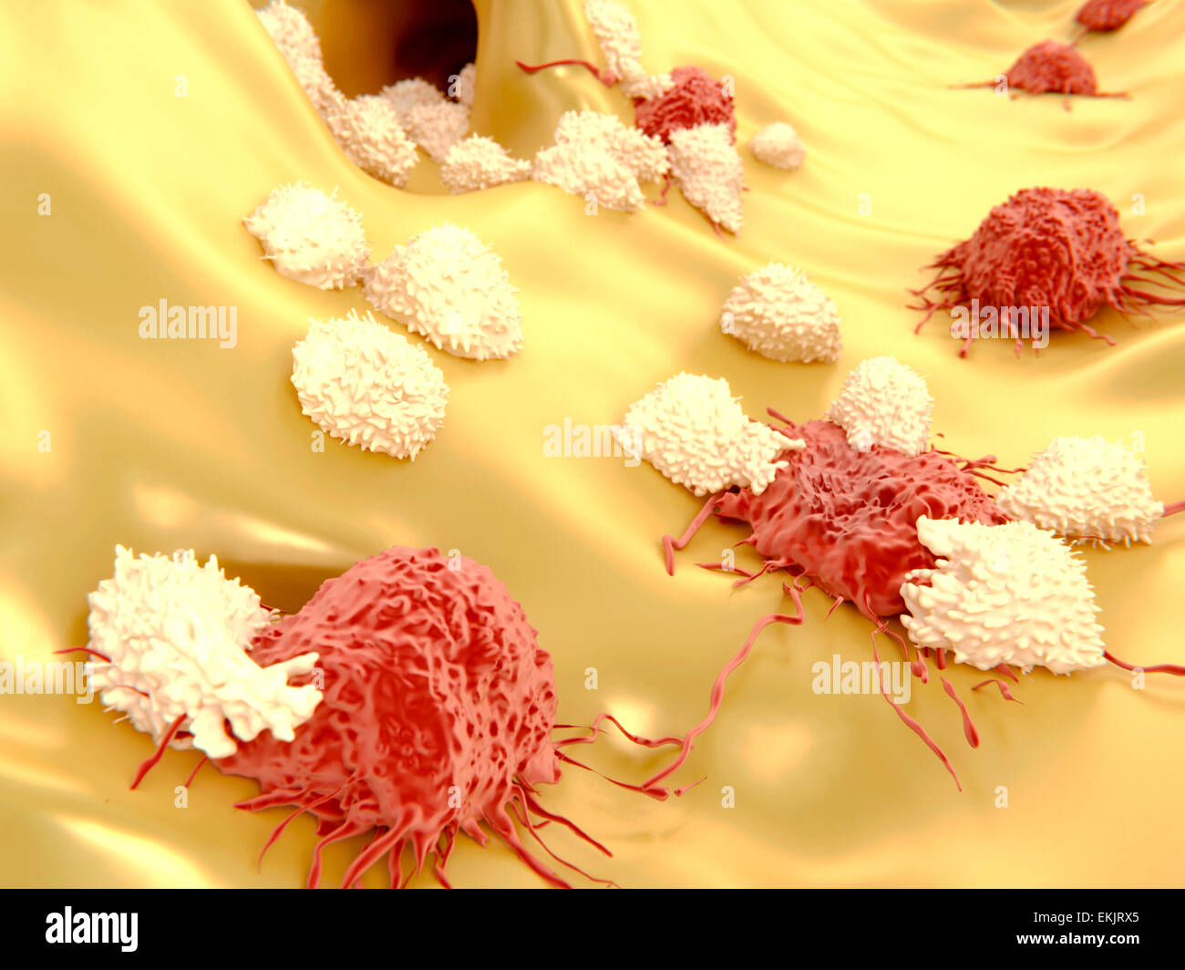 White blood cell attack hi-res stock photography and images - Alamy