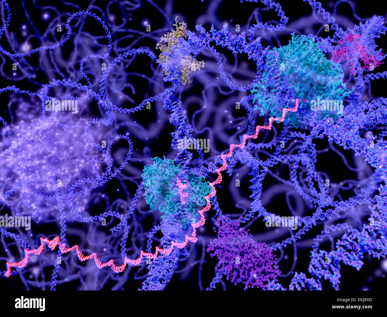cell nucleus, dna, enzymes, rna polymerase, endonuclease, dna ...