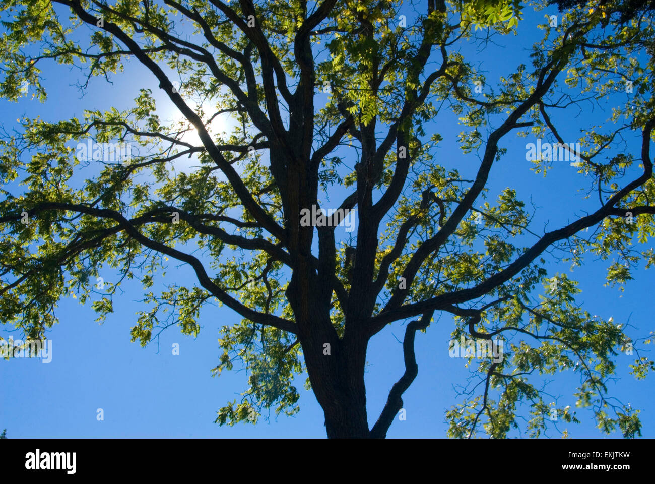 Walnut tree, Florence Griswold Museum, Connecticut Stock Photo - Alamy