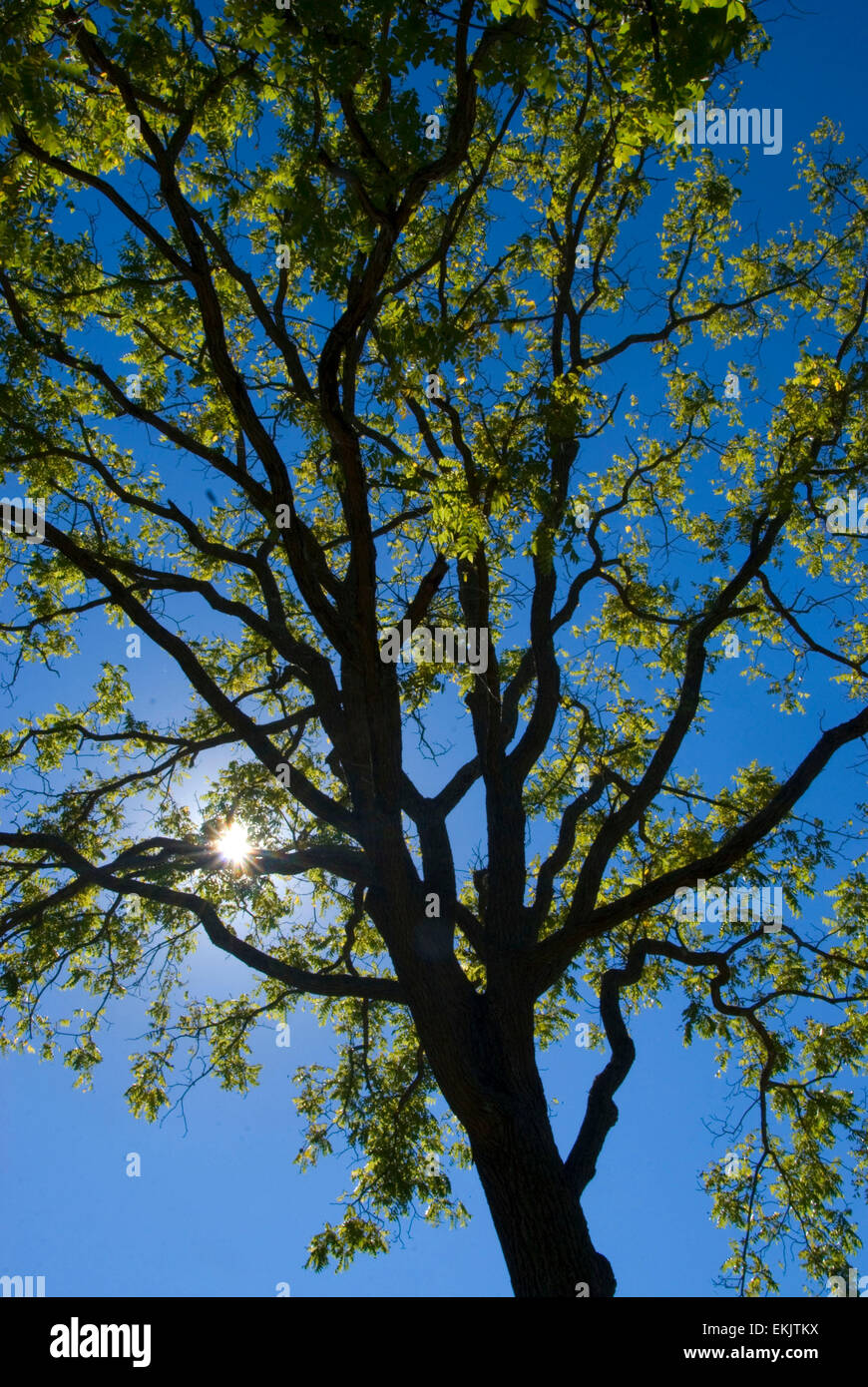 Walnut tree, Florence Griswold Museum, Connecticut Stock Photo - Alamy