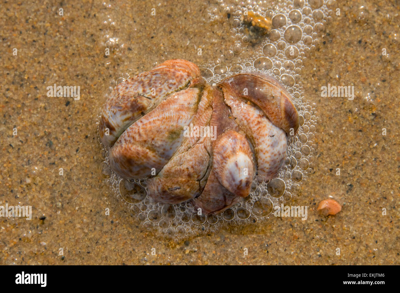 Shells, Griswold Point Preserve (Nature Conservancy), Connecticut Stock ...