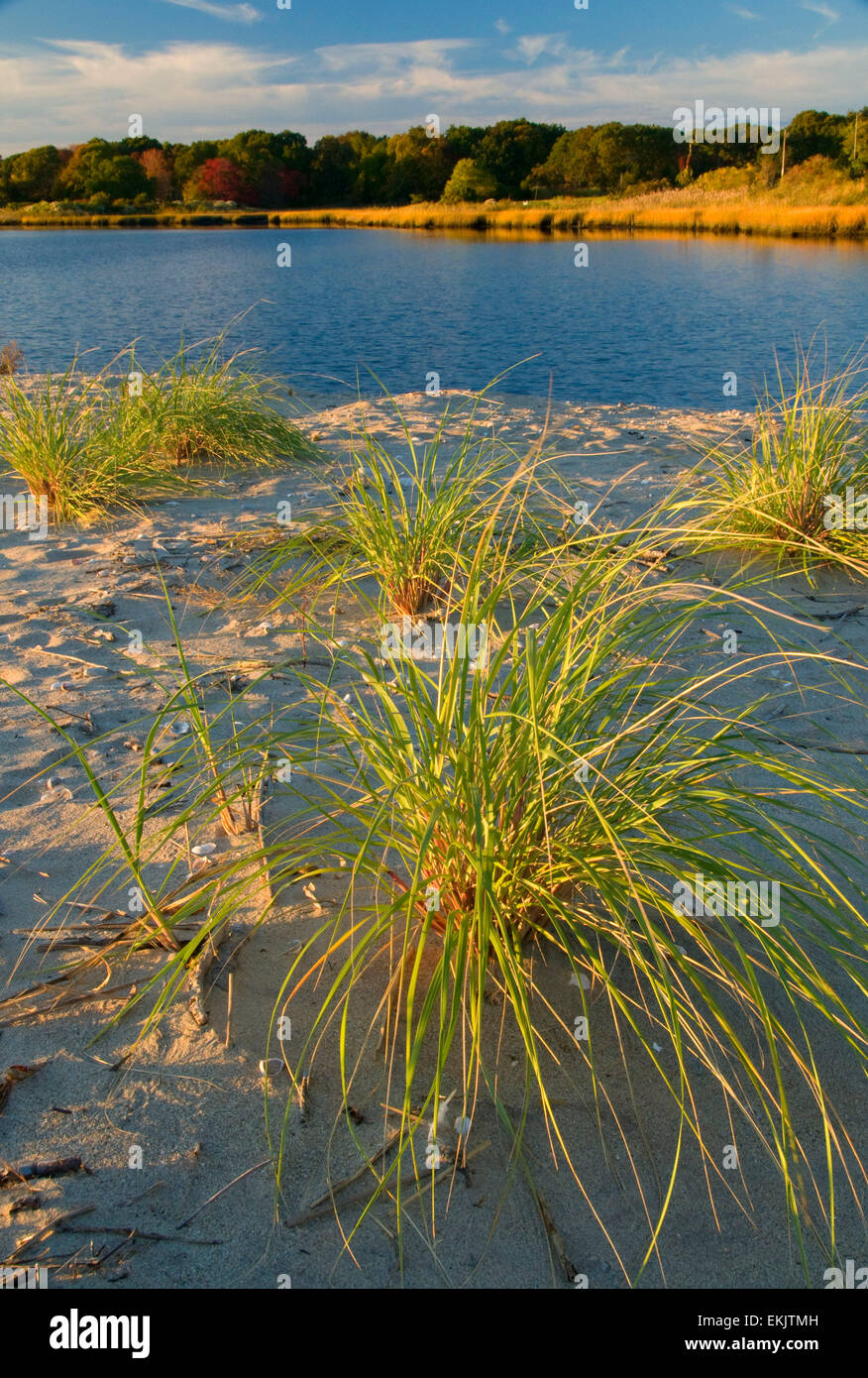Estuary with dunegrass, Griswold Point Preserve (Nature Conservancy ...