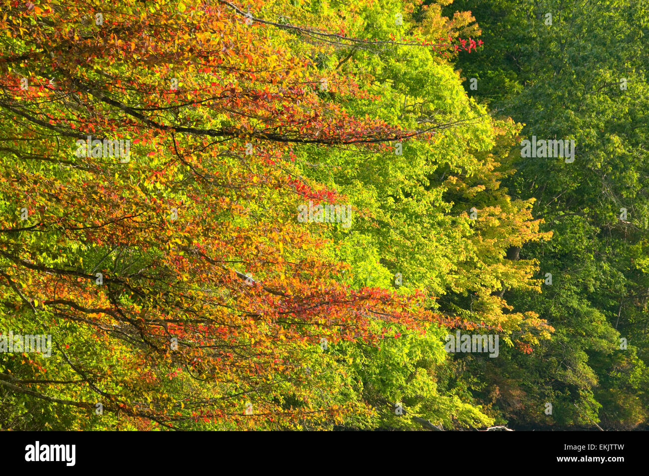 Uncas pond hi-res stock photography and images - Alamy