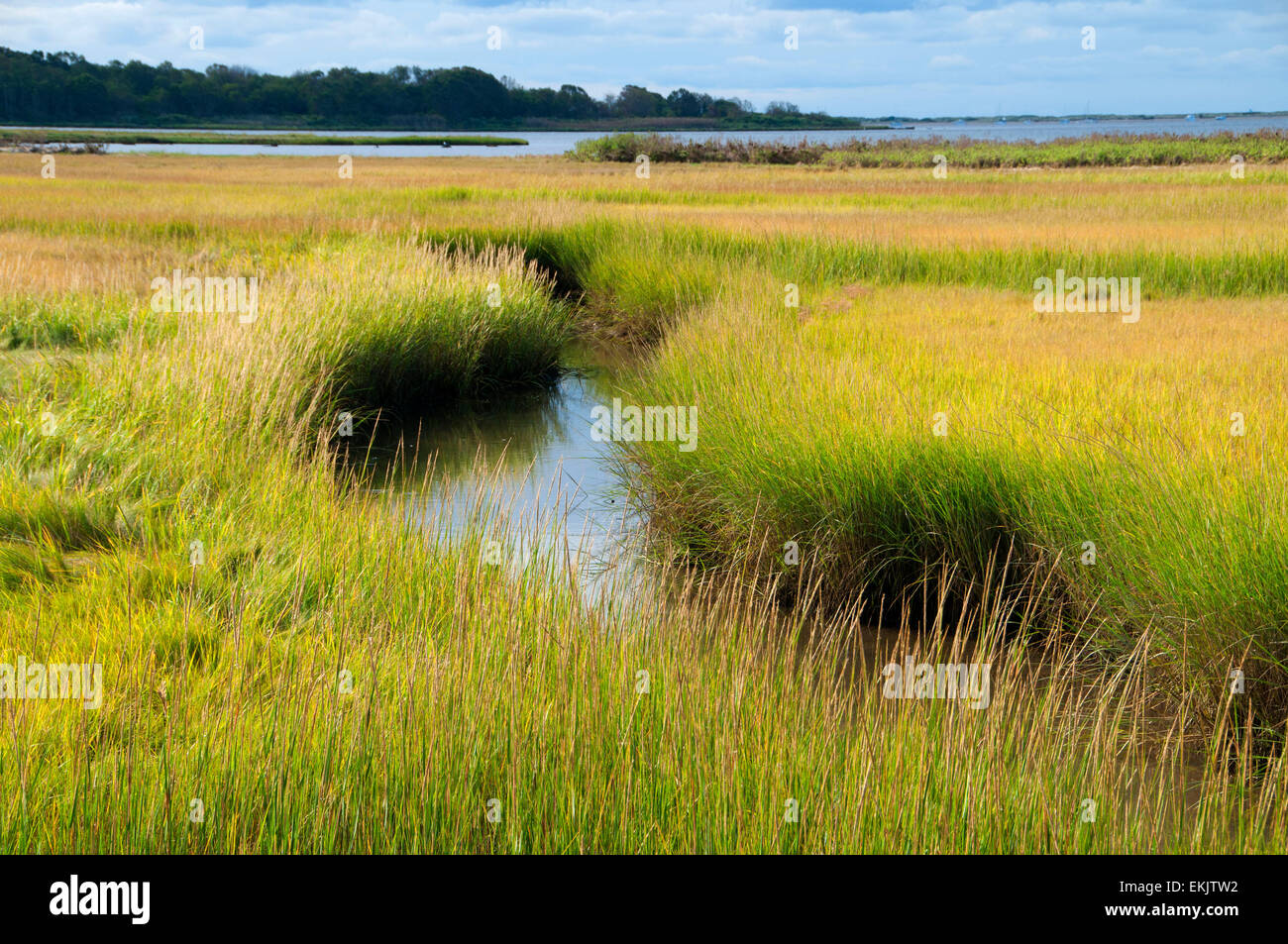 Saltwater Marshes