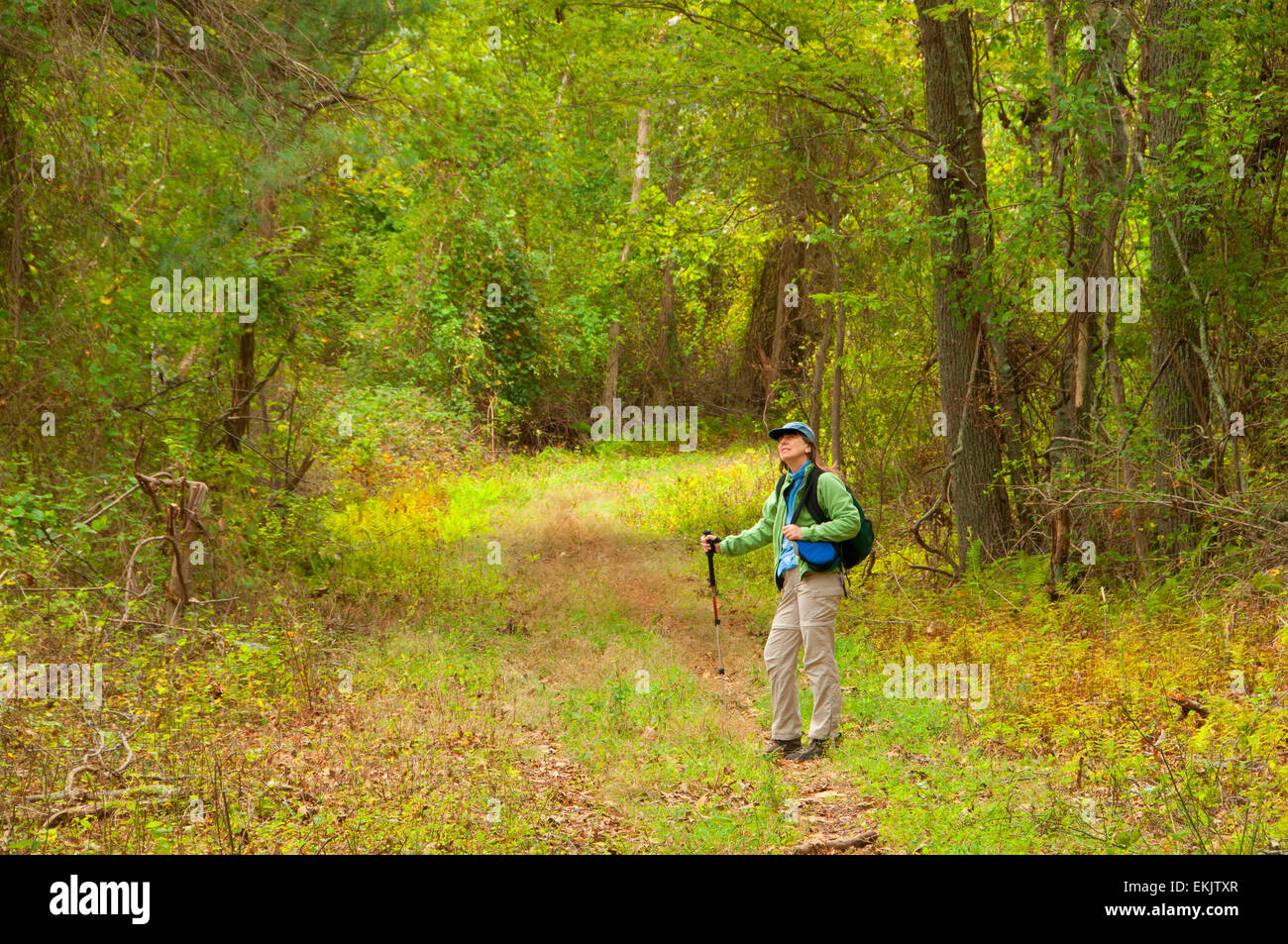 Hiking trail, Barn Island Wildlife Management Area, Connecticut Stock ...