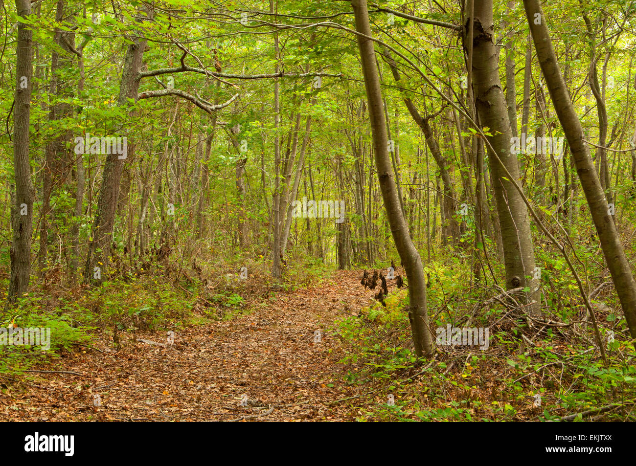 Hiking trail, Barn Island Wildlife Management Area, Connecticut Stock ...