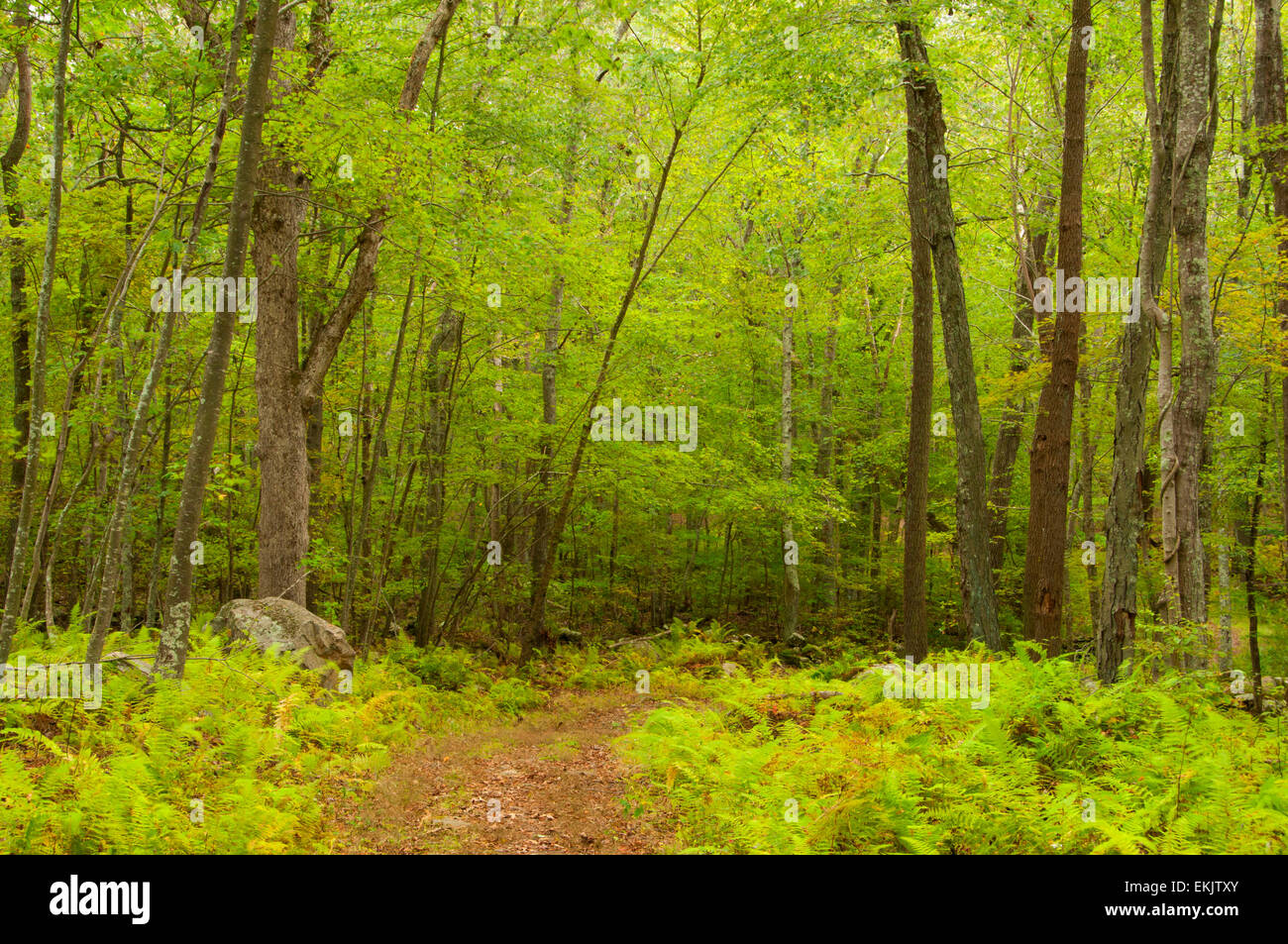 Hiking trail, Barn Island Wildlife Management Area, Connecticut Stock ...