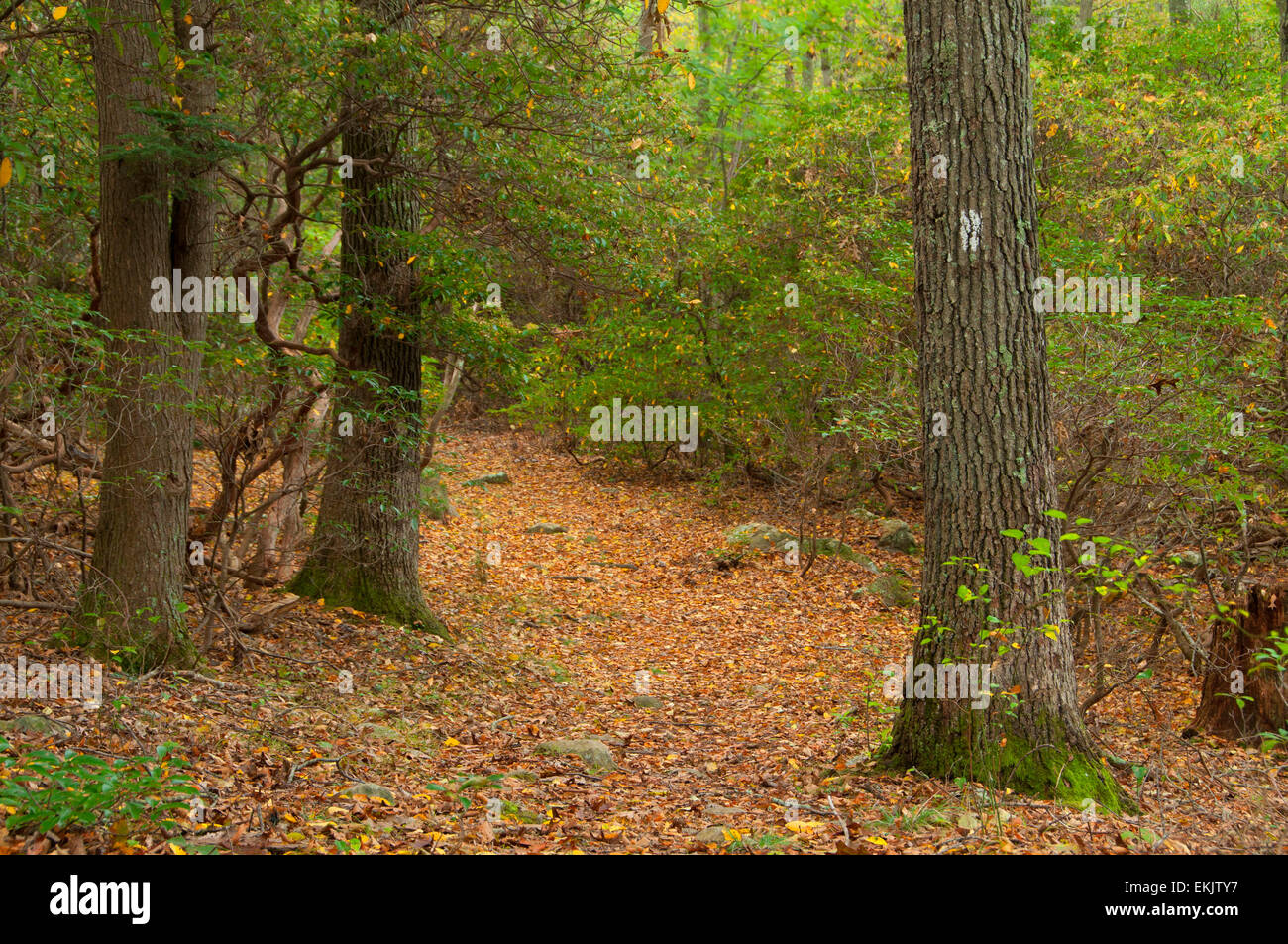 Hiking trail, Selden Neck Preserve, Connecticut Stock Photo - Alamy