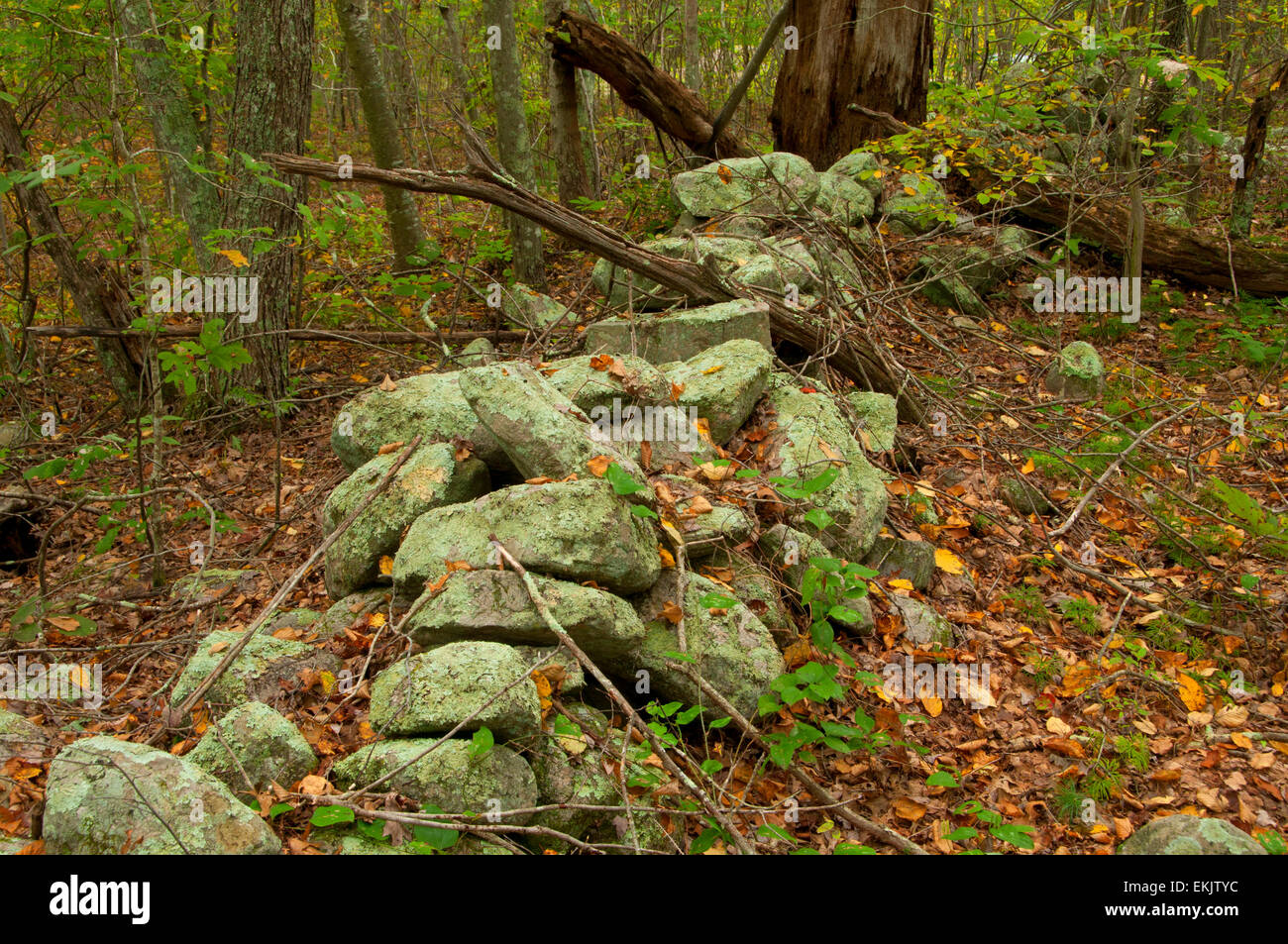 Colonial rockwall, Selden Neck Preserve, Connecticut Stock Photo - Alamy