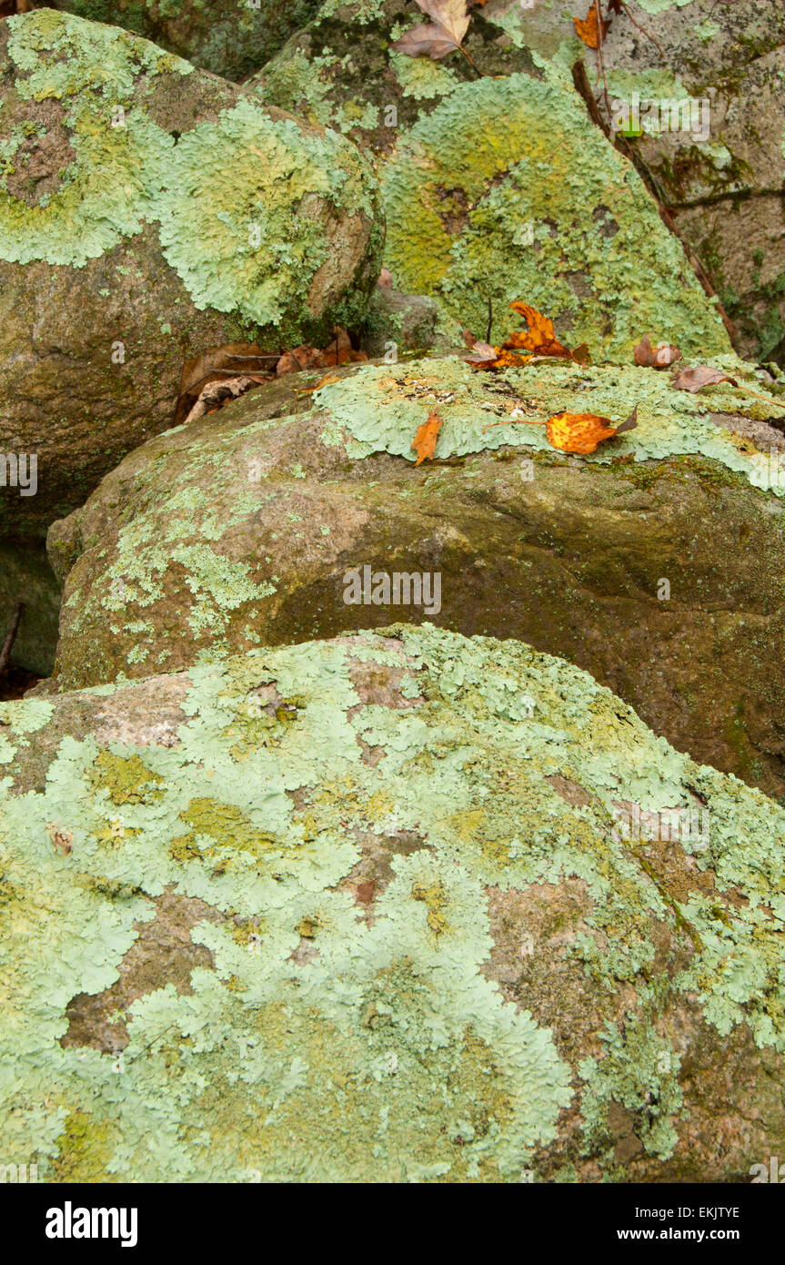 Colonial rockwall, Selden Neck Preserve, Connecticut Stock Photo - Alamy