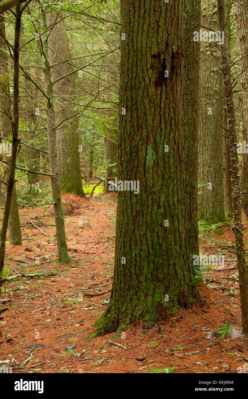 Pachaug Trail, Pachaug State Forest, Connecticut Stock Photo - Alamy