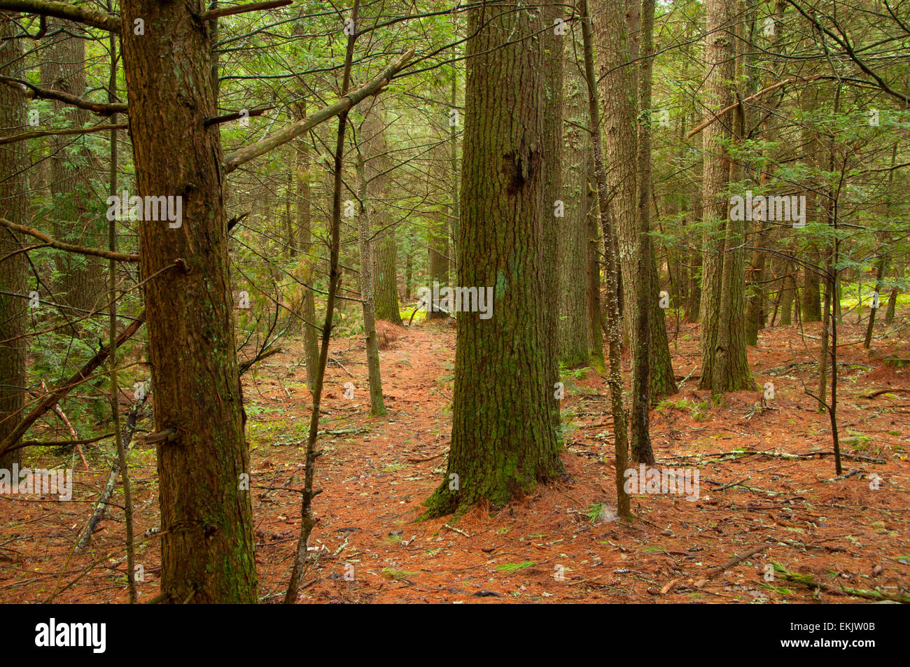 Pachaug hi-res stock photography and images - Alamy