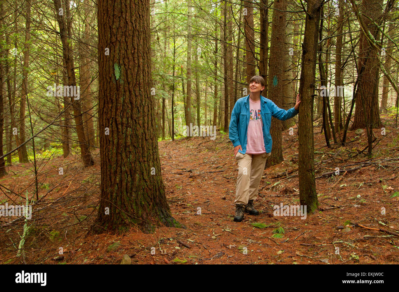 Pachaug Trail, Pachaug State Forest, Connecticut Stock Photo - Alamy