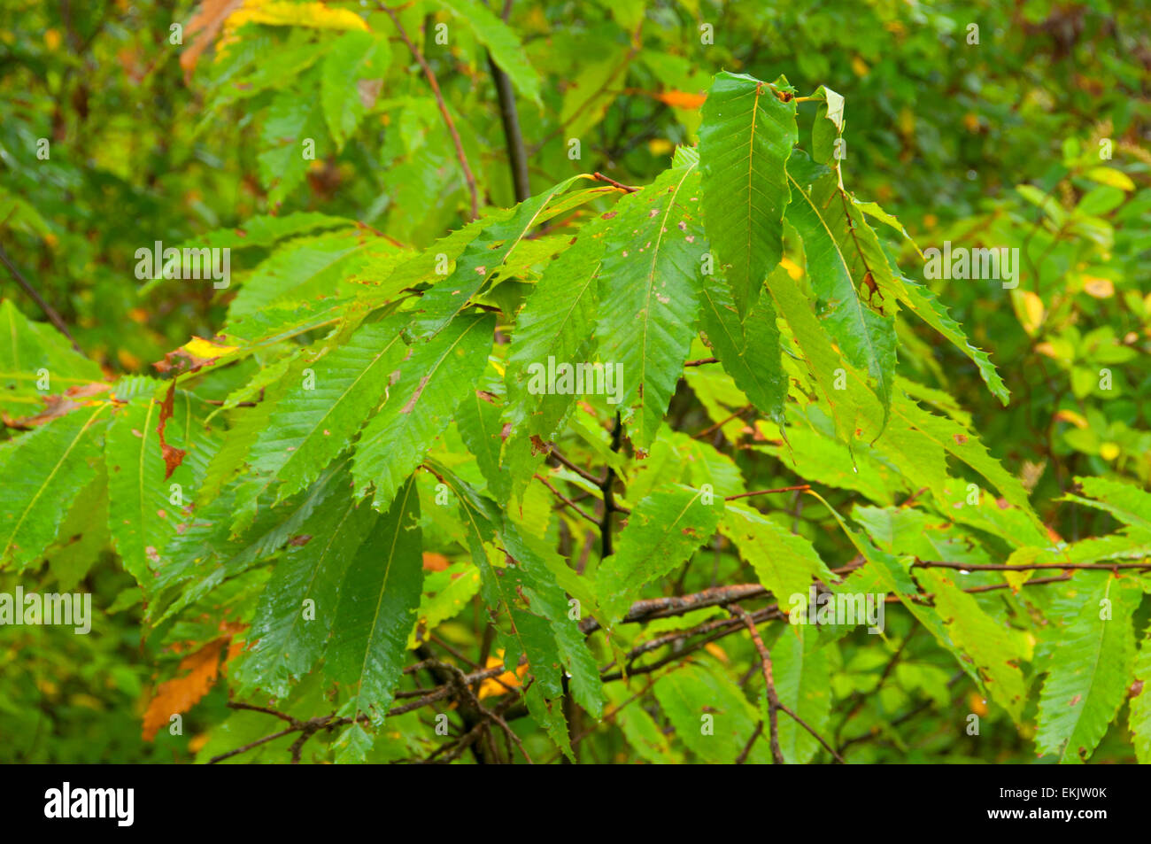 American chestnut hi-res stock photography and images - Alamy