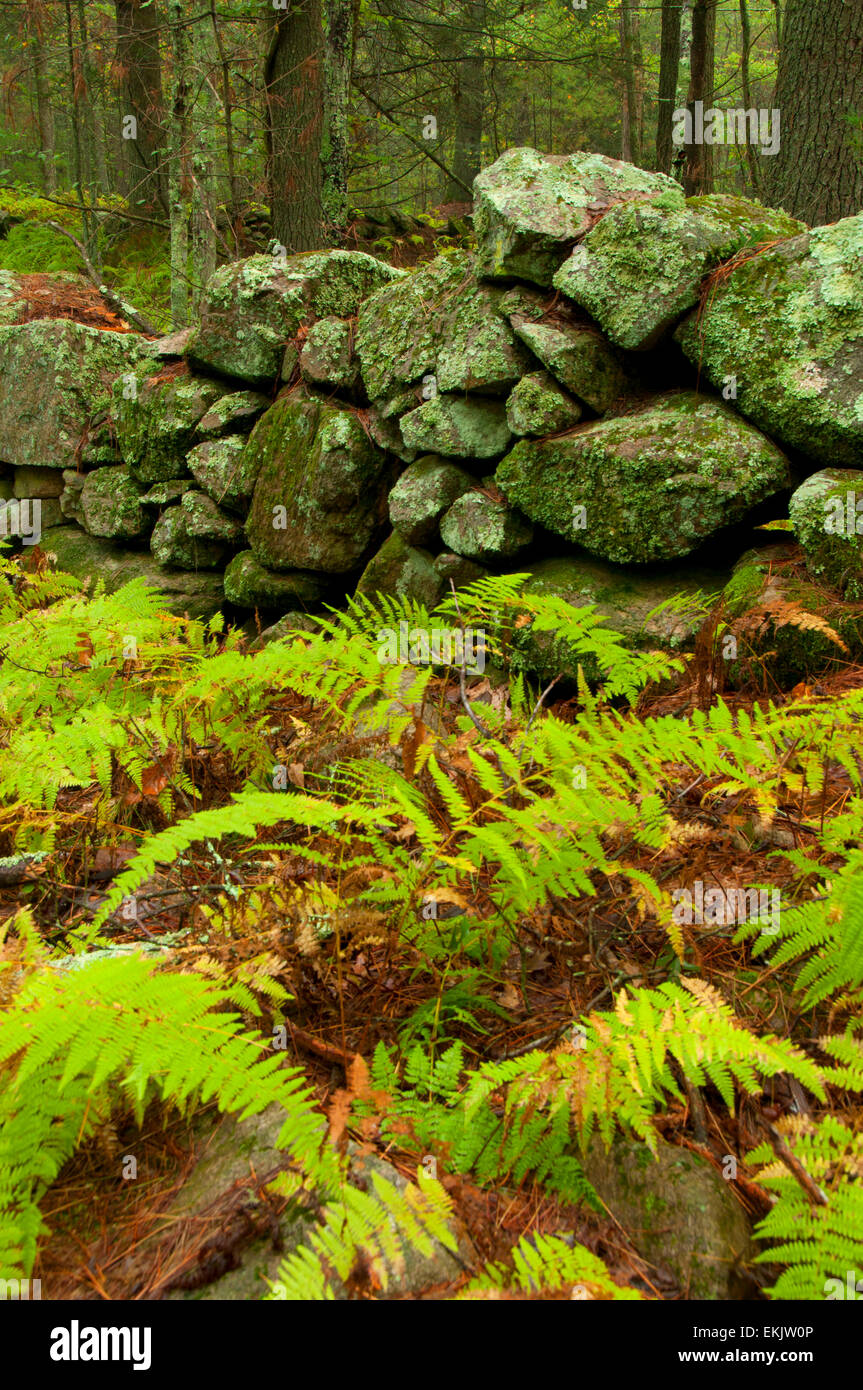 Rockwall along Nehantic Trail, Pachaug State Forest, Connecticut Stock ...