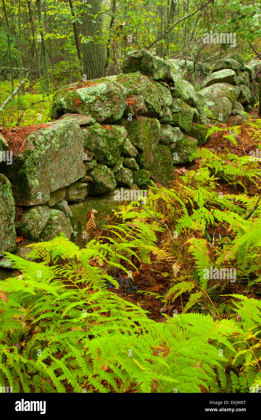 Rockwall along Nehantic Trail, Pachaug State Forest, Connecticut Stock ...