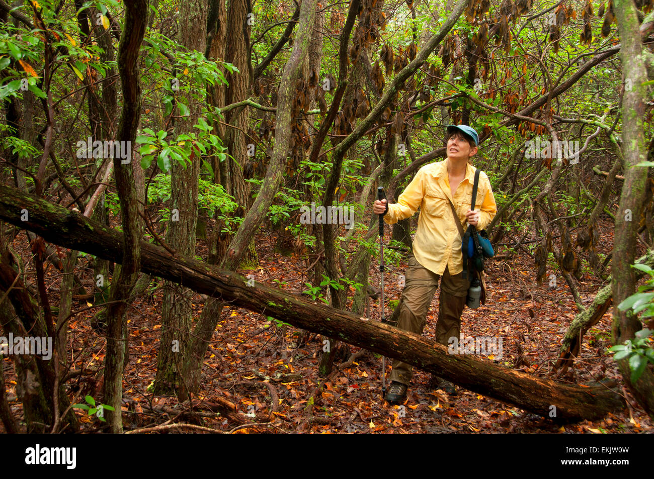 Crossover Trail, Pachaug State Forest, Connecticut Stock Photo - Alamy