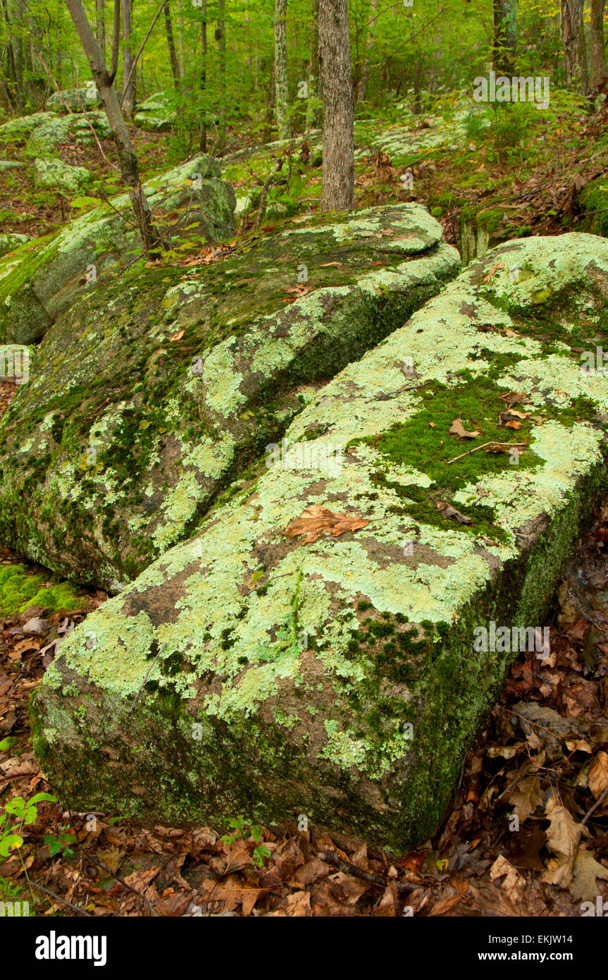 Nehantic State Forest High Resolution Stock Photography and Images - Alamy