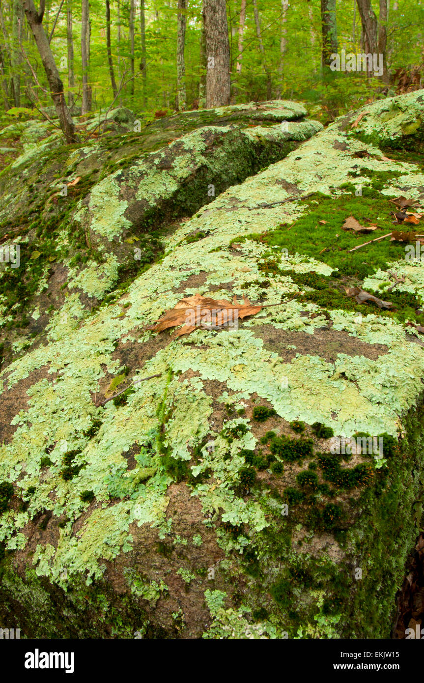 Lichen covered rock along Pachaug Trail, Pachaug State Forest ...