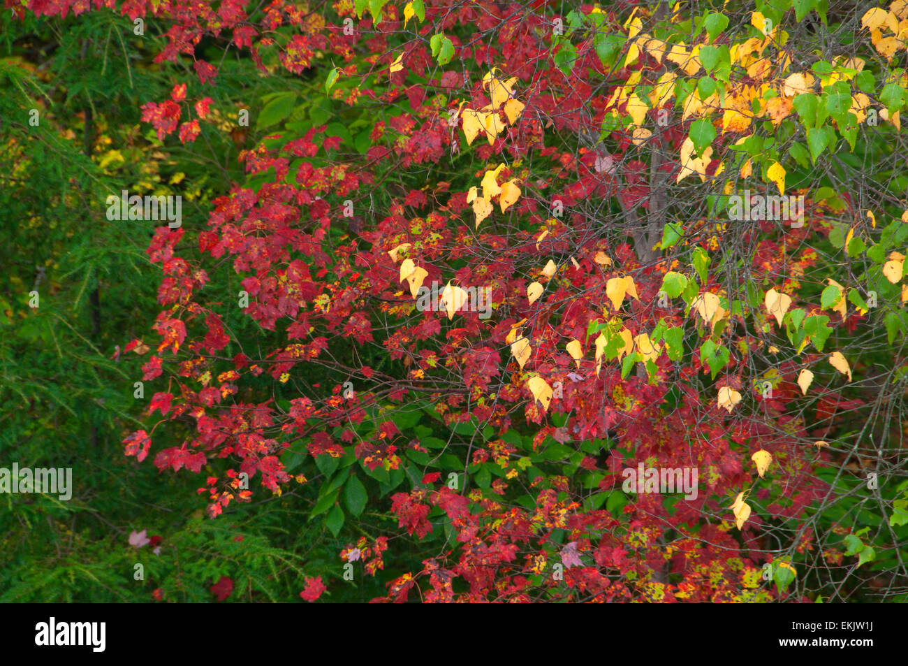 Hardwood forest, Air Line State Park Trail, Connecticut Stock Photo - Alamy