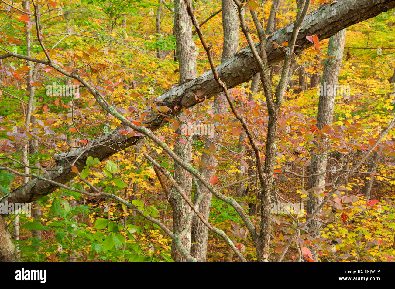 Hardwood forest, Air Line State Park Trail, Connecticut Stock Photo - Alamy