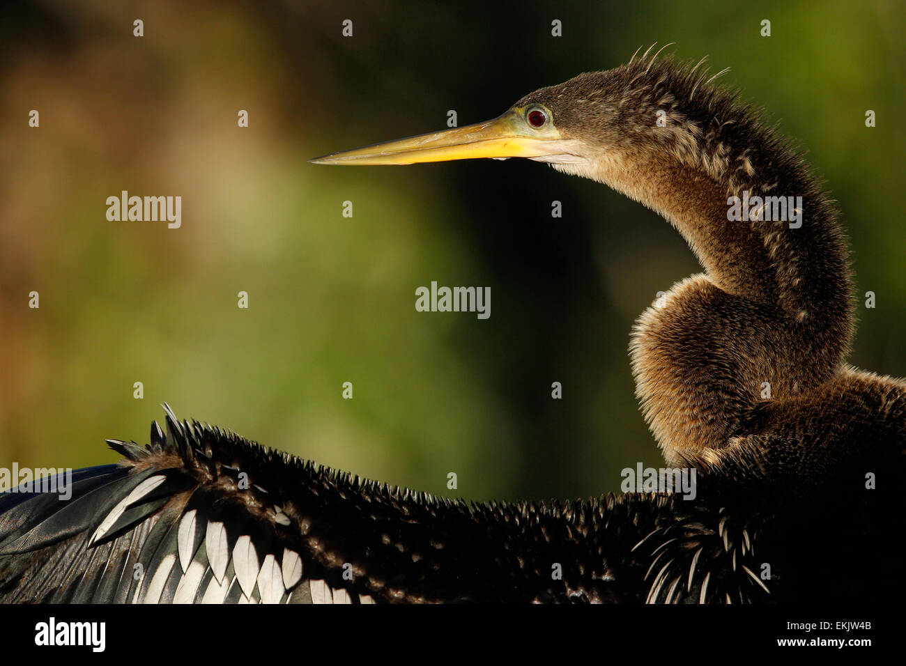 Portrait of female Anhinga (Anhinga anhinga Stock Photo - Alamy