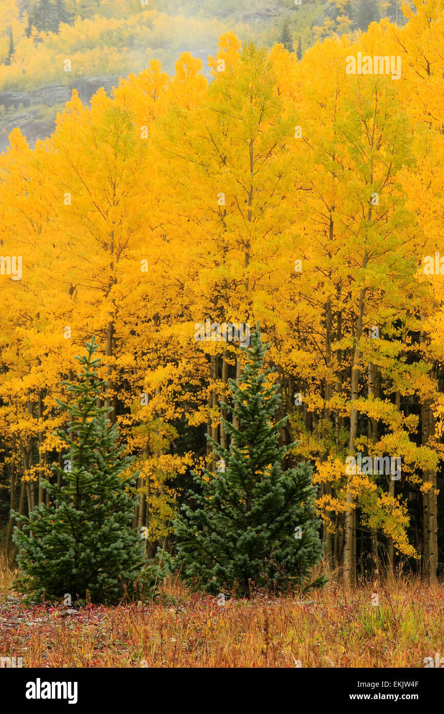 Aspen trees with fall color, Uncompahgre National Forest, Colorado, USA ...