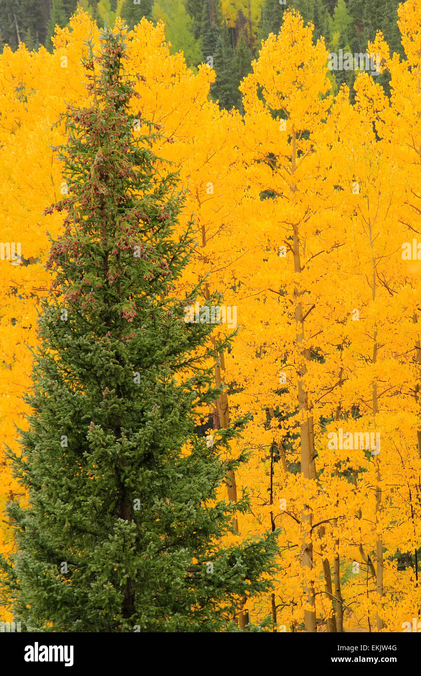 Aspen trees with fall color, Uncompahgre National Forest, Colorado, USA ...