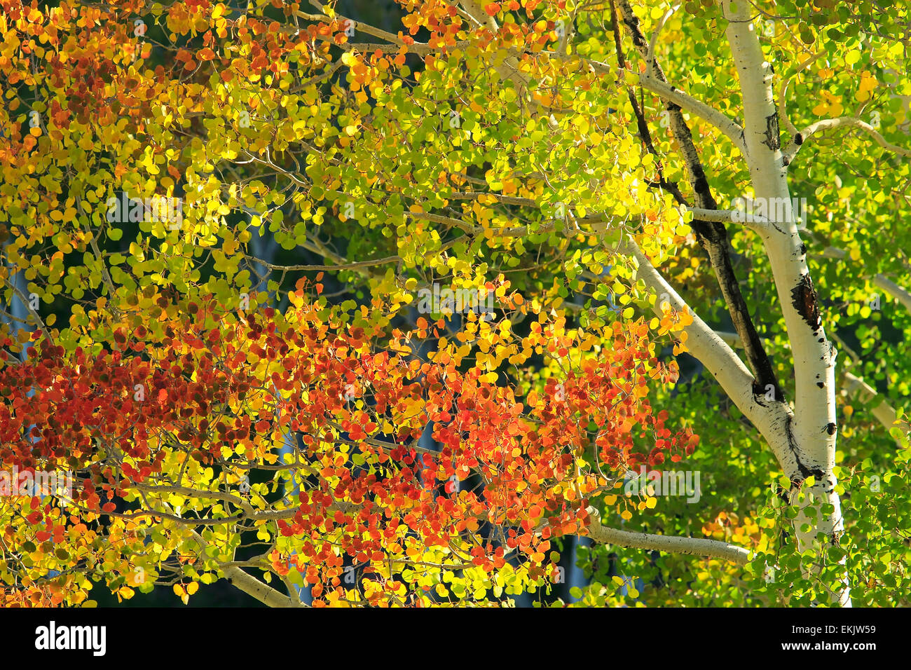 Aspen tree with fall color, Mount Sneffels Range, Colorado, USA Stock ...