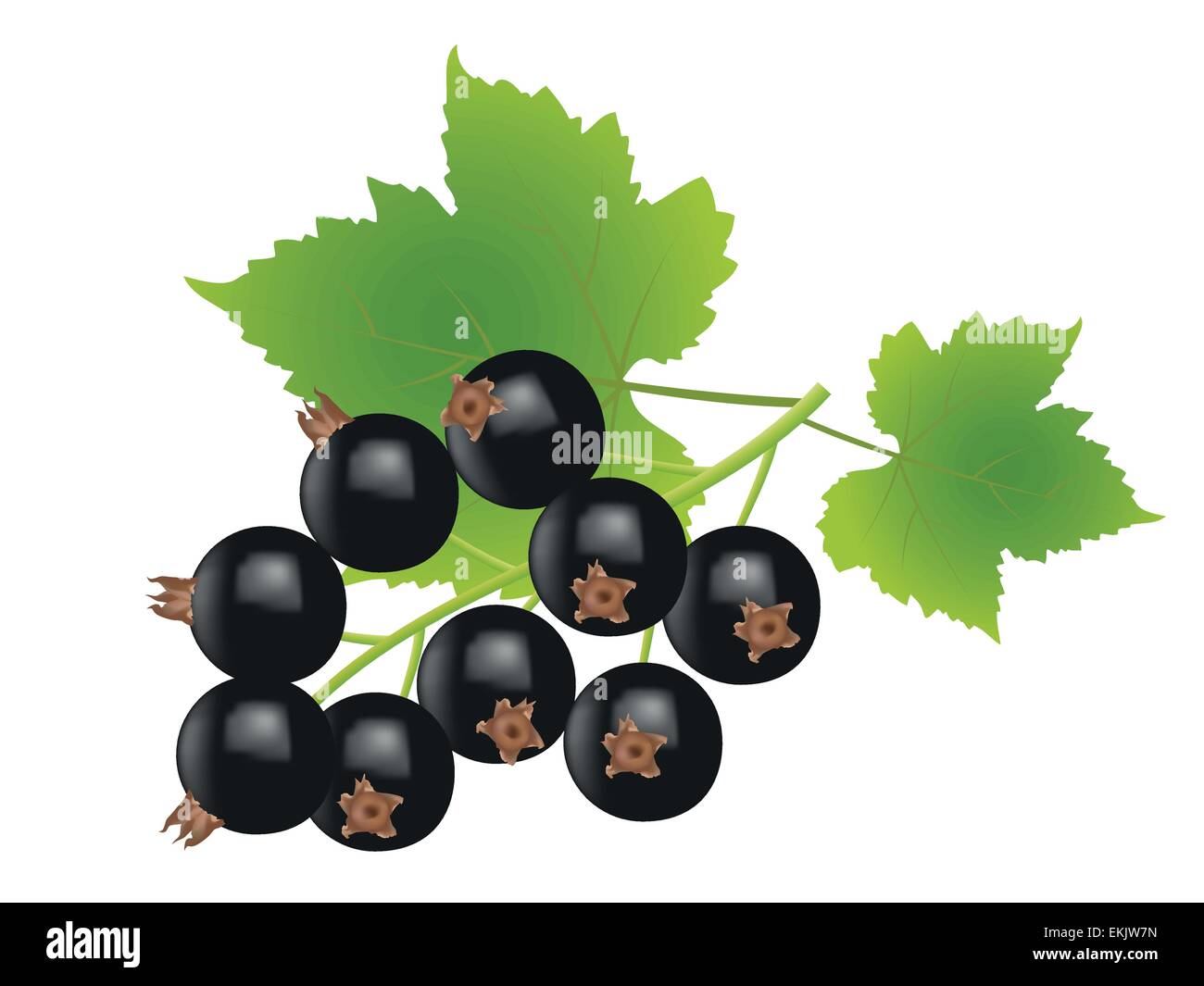 black currants on white background,drawing by illustration Stock Vector ...