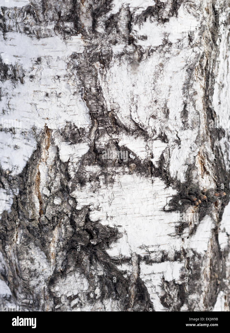 birch bark background Stock Photo - Alamy