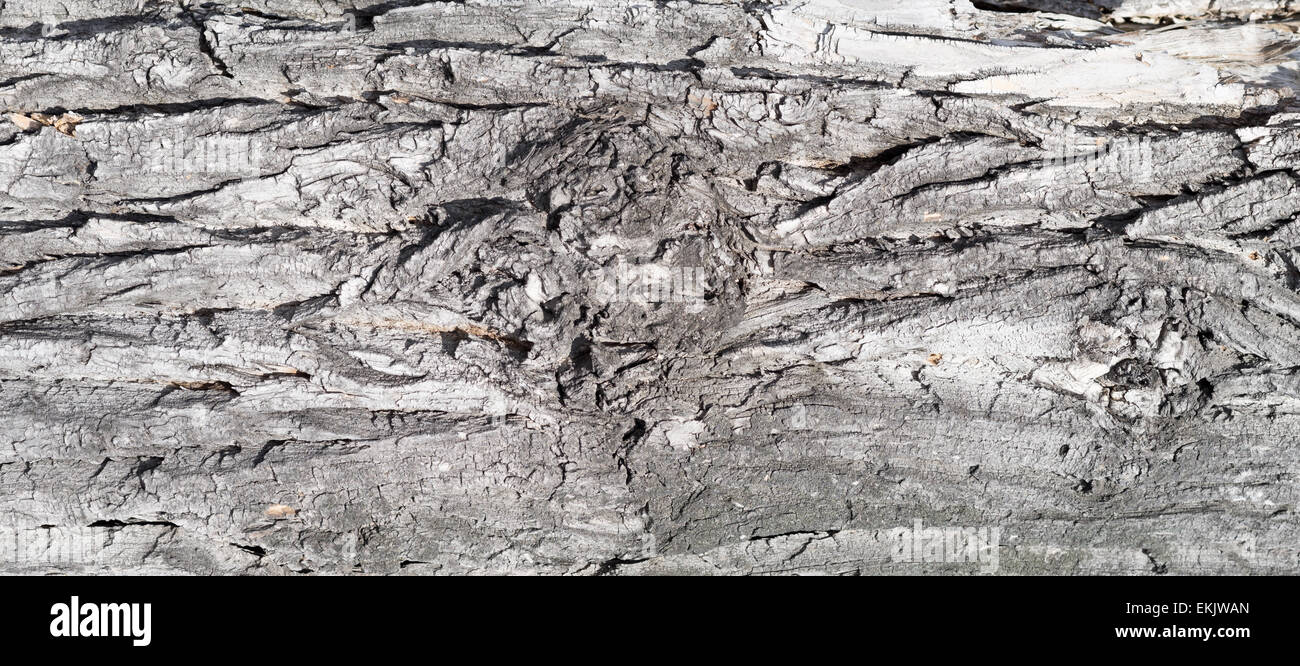 rough bark background Stock Photo - Alamy