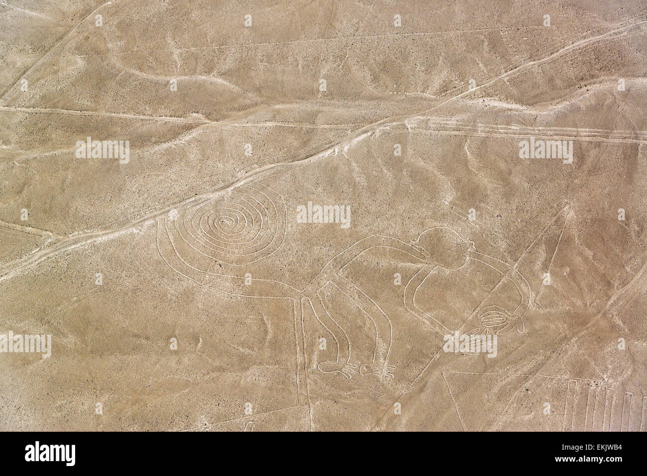 Closeup view of Nazca Lines monkey geoglyph in Peru Stock Photo - Alamy