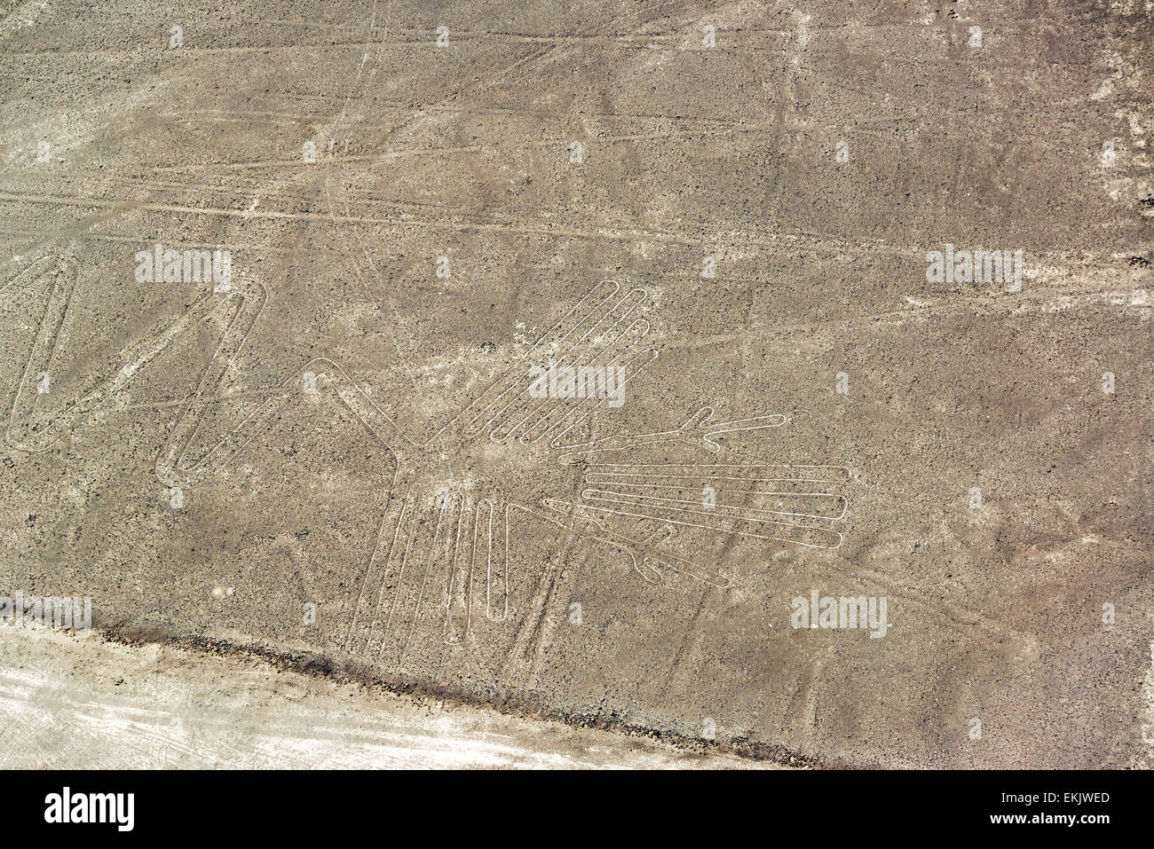 Nazca Lines geoglyphs known as the Alcatraz or the Pelican in Peru ...