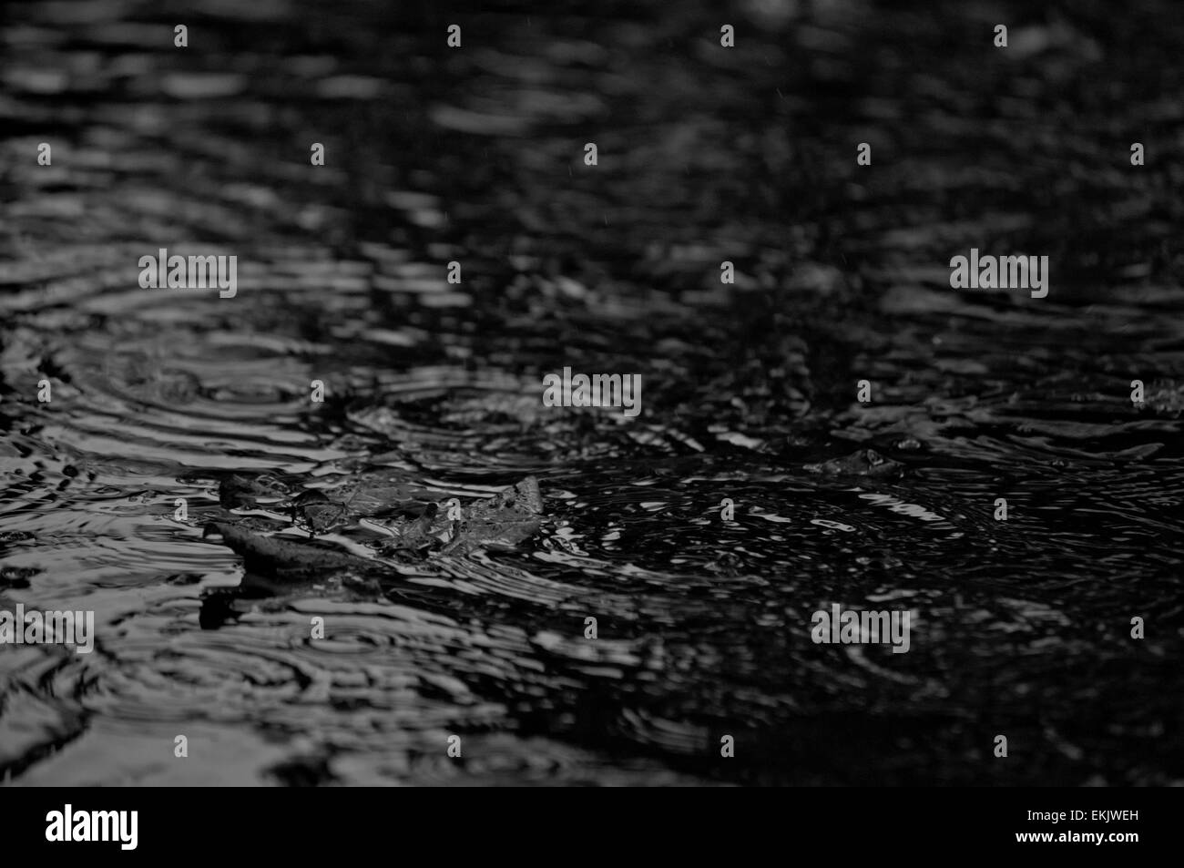 Rain puddle close hi-res stock photography and images - Alamy