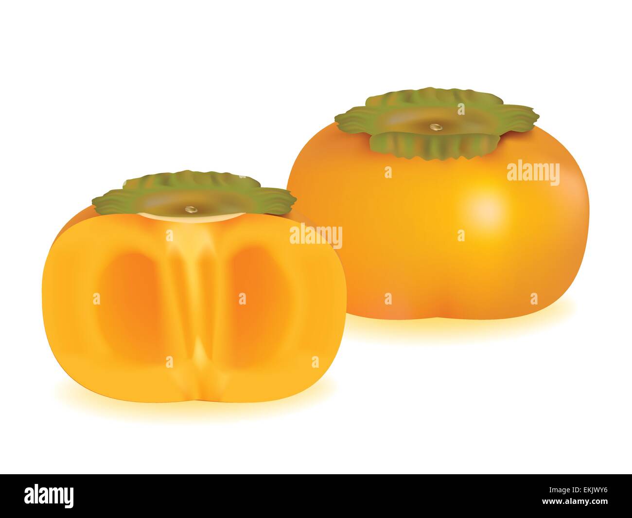 vector illustration . Persimmons on white background Stock Vector Image ...
