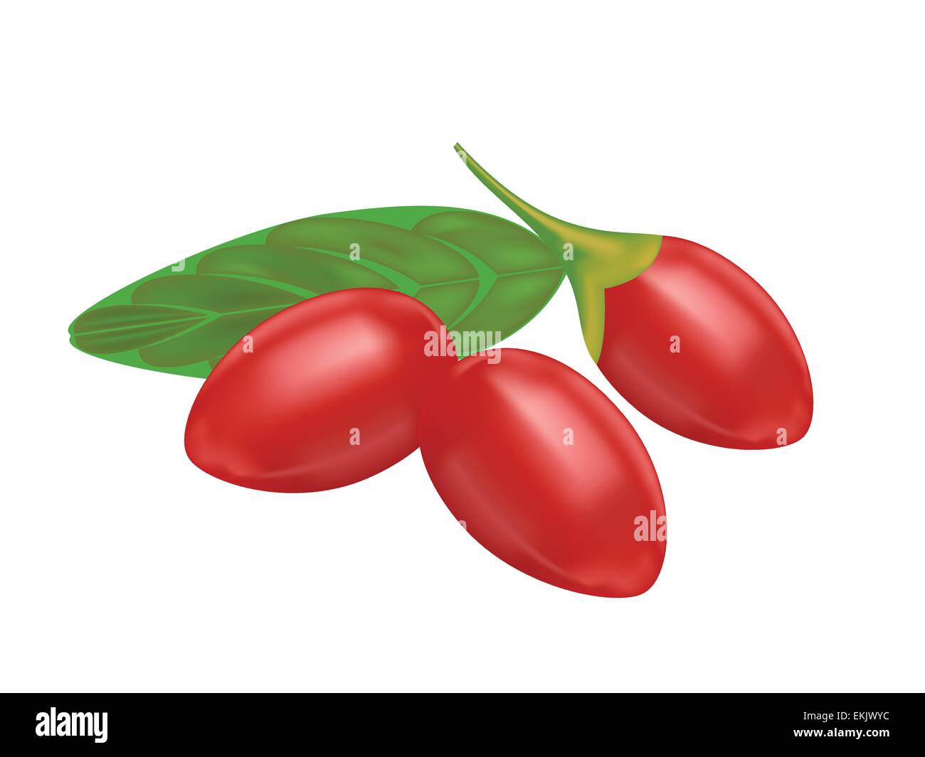goji berry on white background,drawing by illustration Stock Vector ...